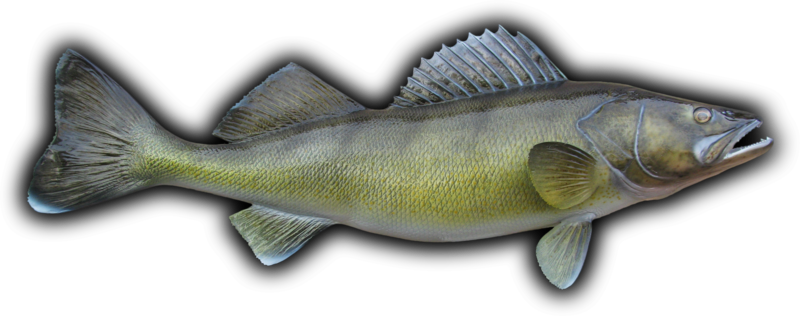 28" Walleye Fish Mount Replica - Perch - Free Transparent PNG Download ...
