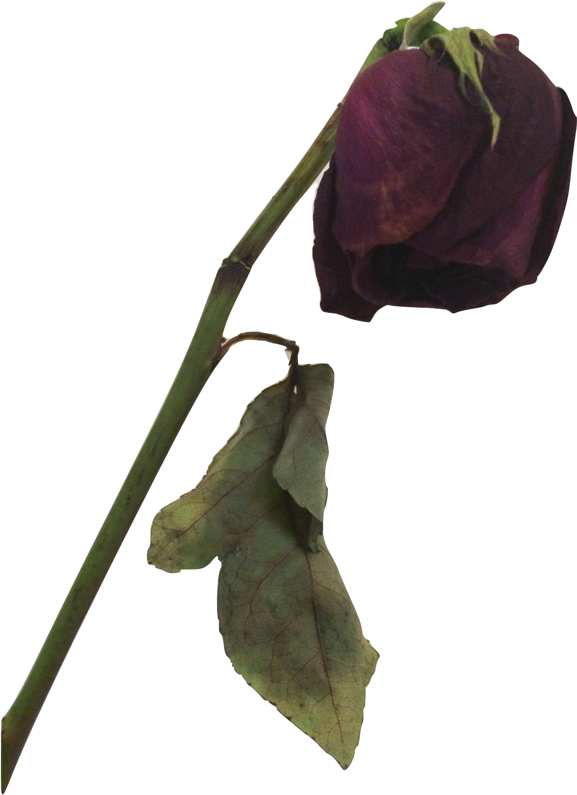 Dead Rose Png - Dead Flower Transparent Background - Free Transparent ...