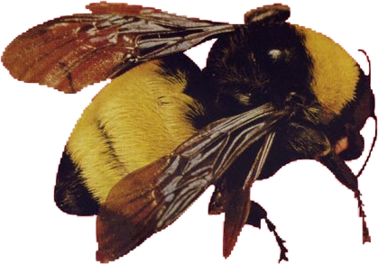 Report Abuse - Flower Boy - Tyler, The Creator - Free Transparent PNG ...