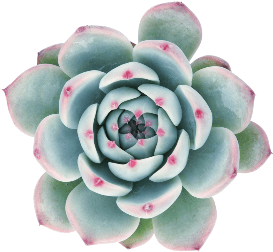 Download Echeveria 'tippy' Succulents - Succulent Png PNG Image with No ...