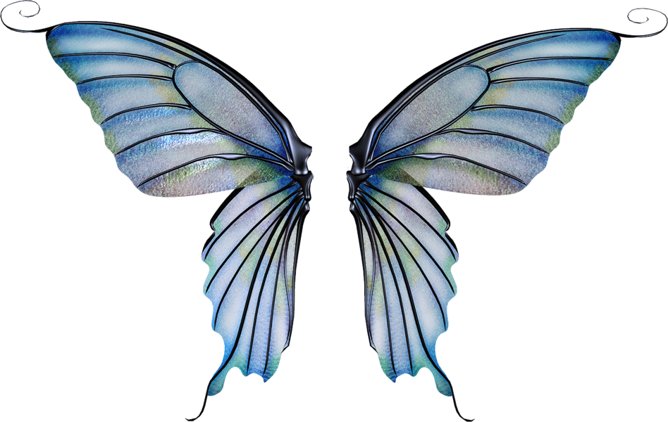 Fairy Wing Png - Fairy Wings Transparent Background - Free Transparent ...