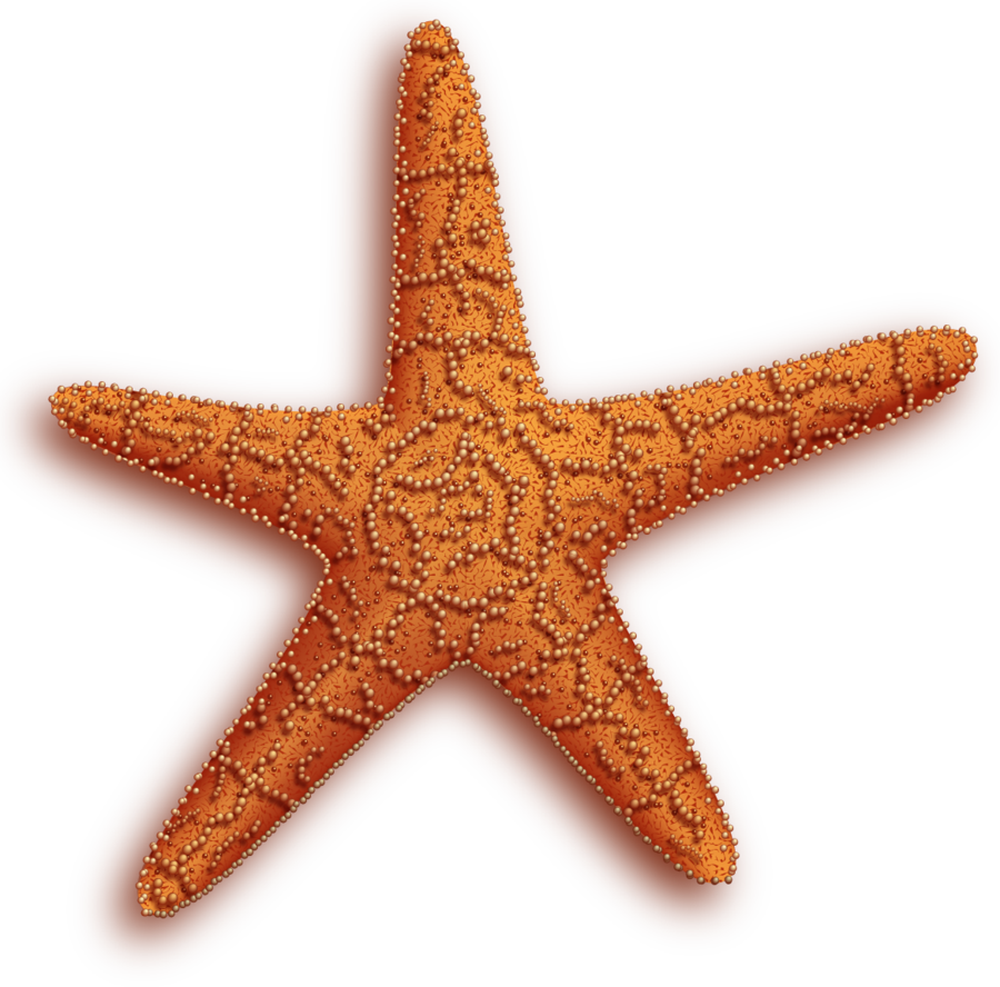 Download Starfish Png - Star Fish Gif Transparent PNG Image with No ...