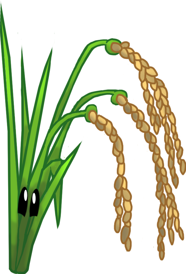 Download Rice - Rice Plant Png PNG Image with No Background - PNGkey.com