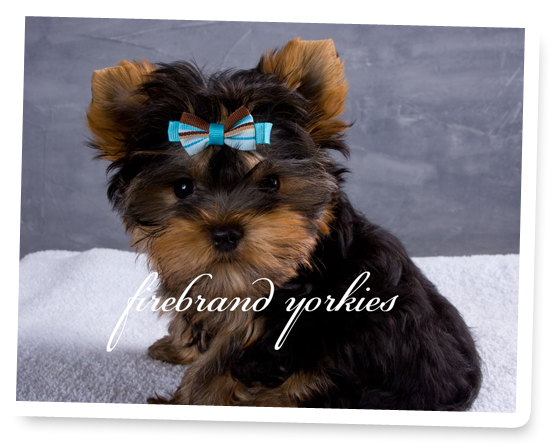 Download Quality Yorkshire Terrier Breeder - News PNG Image with No ...