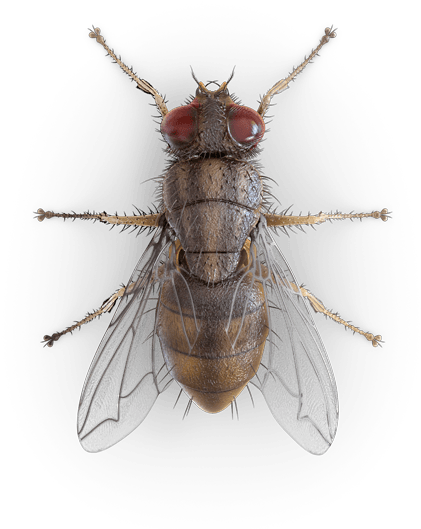 Download House Fly Top View PNG Image with No Background - PNGkey.com