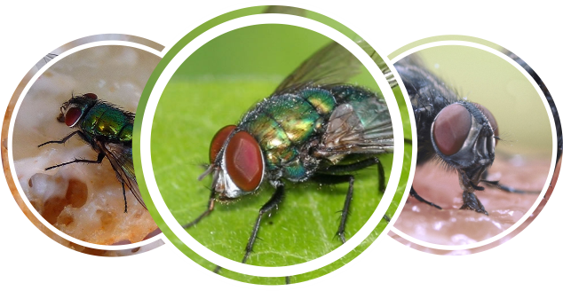 Download Flies - House Fly PNG Image with No Background - PNGkey.com