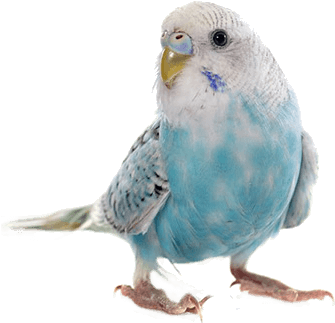 Download Parakeet-png - Pet Bird PNG Image with No Background - PNGkey.com