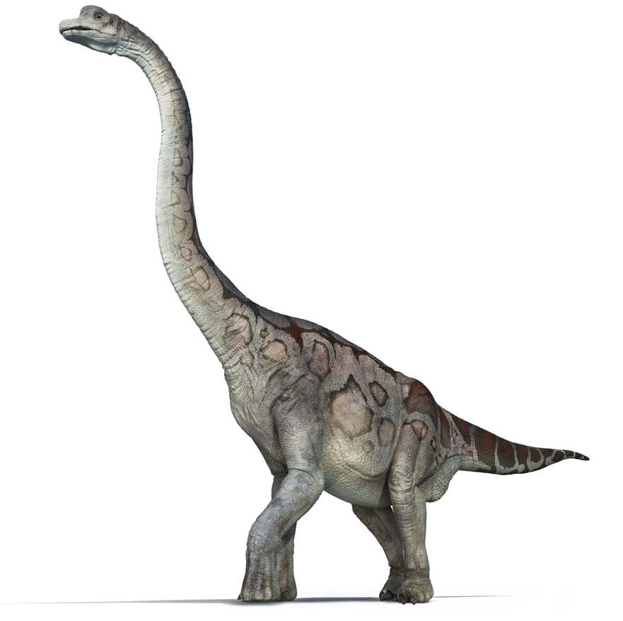 Brachiosaurus Png Pic - First Fact Dinosaurs (first Facts) - Free ...