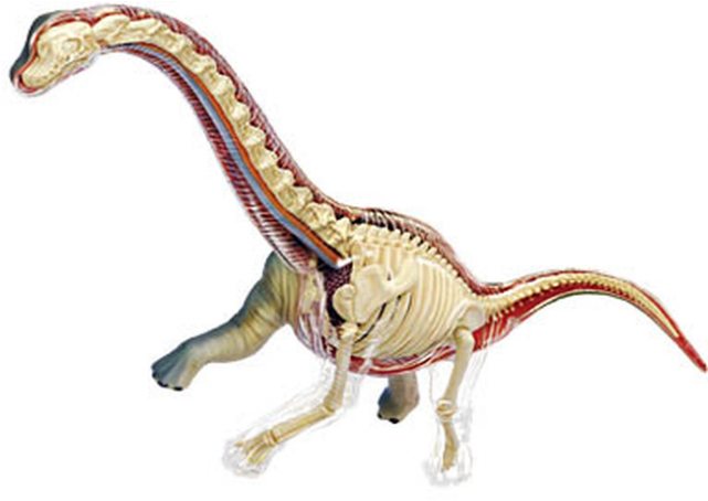 Brachiosaurus Anatomy Model - Brachiosaurus - Free Transparent PNG ...
