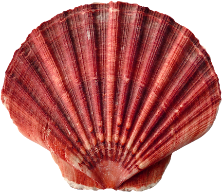 Sea Shells Transparent - Shell Of Animals - Free Transparent PNG ...