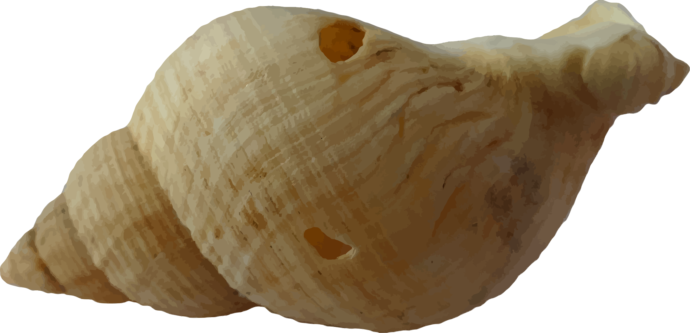 Sea Shell Clam Ocean Sea Shells Beach Sand - Sea Shell - Free ...