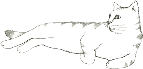 Cat Pencil Drawing - Drawing - Free Transparent PNG Download - PNGkey