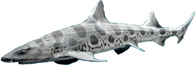 Download Dungeon Masters Only - Leopard Shark PNG Image with No ...