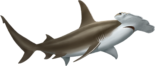 Download Hammerhead Shark PNG Image with No Background - PNGkey.com