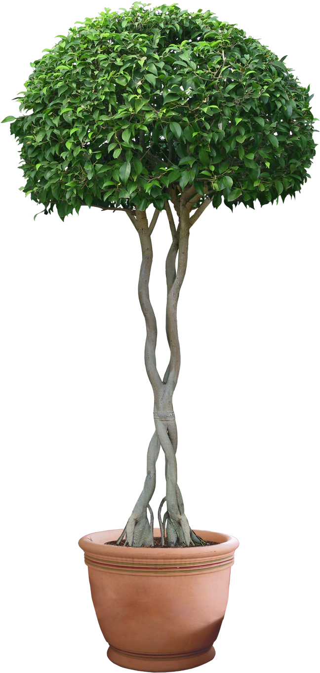 Download Plant Png Hd Transparent Plant Hd - Plant Png PNG Image with ...