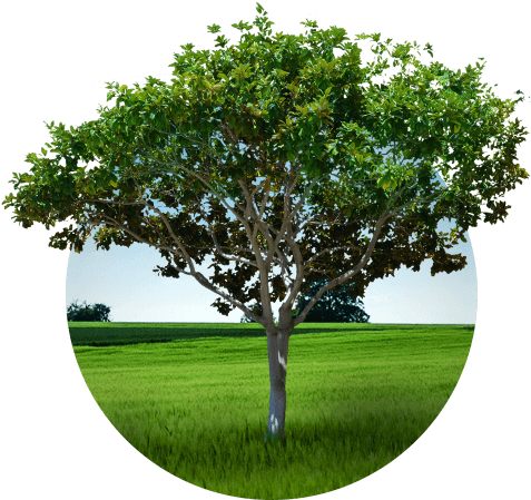 Download Tree Alpha PNG Image with No Background - PNGkey.com
