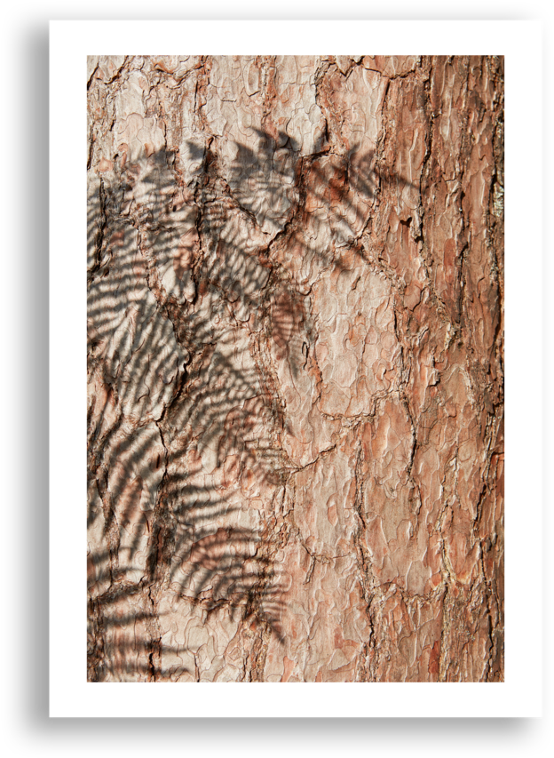 Fern Shadow - Free Transparent PNG Download - PNGkey