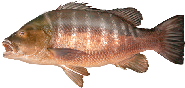 Download Current All Tackle Record - African Red Snapper PNG Image with ...