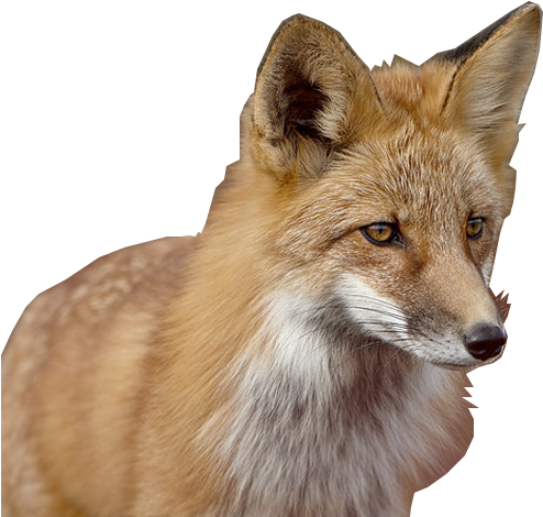 Download 100% Free Transparent Fox Png Image Available To Download ...