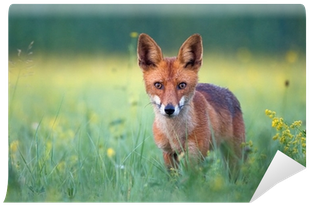 Download Swift Fox PNG Image with No Background - PNGkey.com