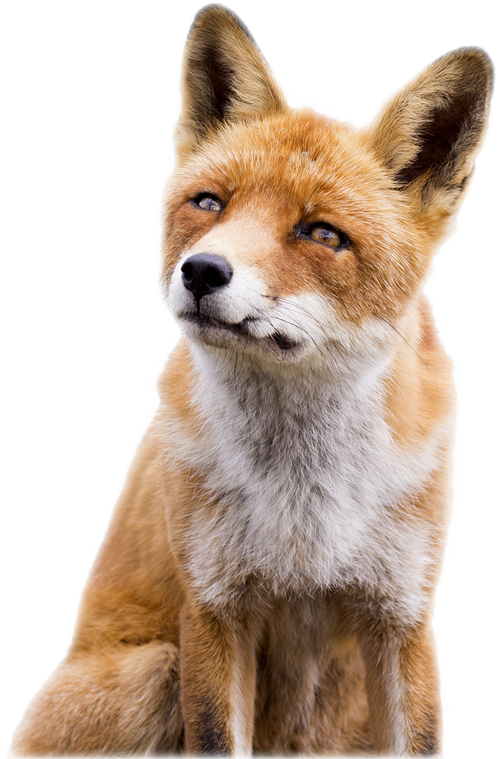 Download 1080 Accreditation - Swift Fox PNG Image with No Background ...