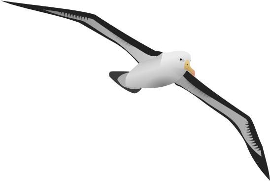 Download Albatross Clipart Beach - Albatross Png PNG Image with No ...