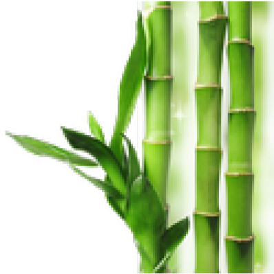 Download Transparent Background Bamboo Transparent PNG Image with No ...