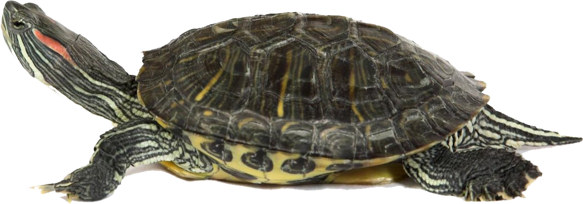 Box Turtle Png Transparent Image - Box Turtle Png - Free Transparent ...