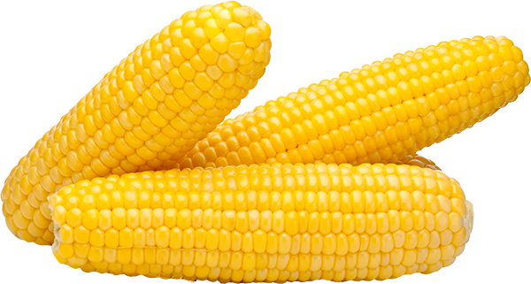Download Corn Png - Maize PNG Image with No Background - PNGkey.com