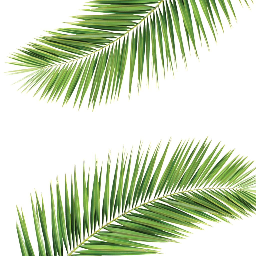 Download Palm Frond Transparent Background PNG Image with No Background ...