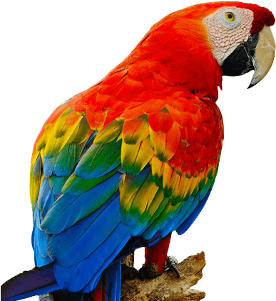 Download Parrot-png - Red Parrot Png PNG Image with No Background ...