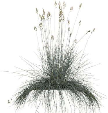 Download The Festuca Is Also Called Sheep Grass - Intense Blue Festuca ...