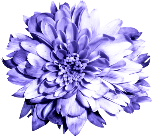 Download Chrysanthemums - Flor Azul Violeta Animado PNG Image with No ...