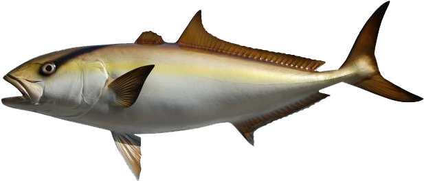Download Amberjack Fish Png PNG Image with No Background - PNGkey.com