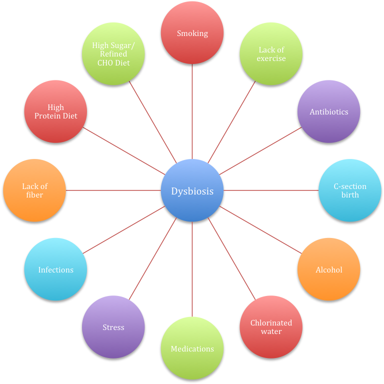Download Gut Health Dysbiosis Causes - Common Causes Of Dysbiosis PNG ...