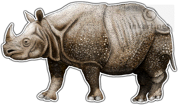 Download 28 Collection Of Javan Rhino Drawing - One Horned Rhino ...