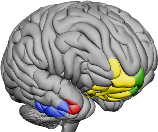 Download Image Of Grey Brain With Middle And Or Lower Right ...