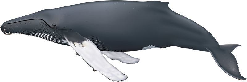 Download Humpback Whale - Humpback Whale Side View PNG Image with No ...