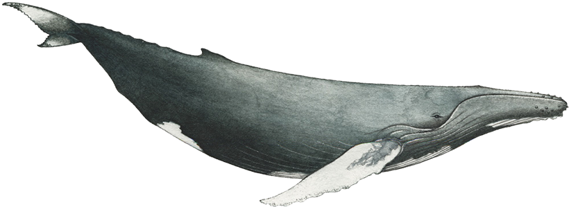 Download Tethys Research Institute - Drawing PNG Image with No ...