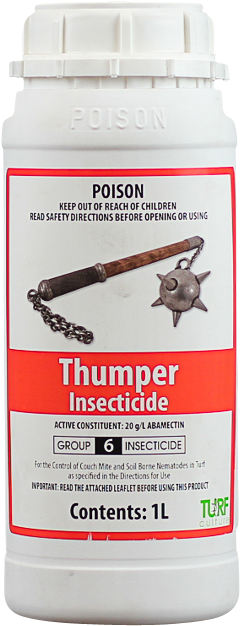 Download Thumper - Ant PNG Image with No Background - PNGkey.com