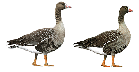 Download The Look-alike Dilemma - Lesser White Fronted Goose PNG Image ...