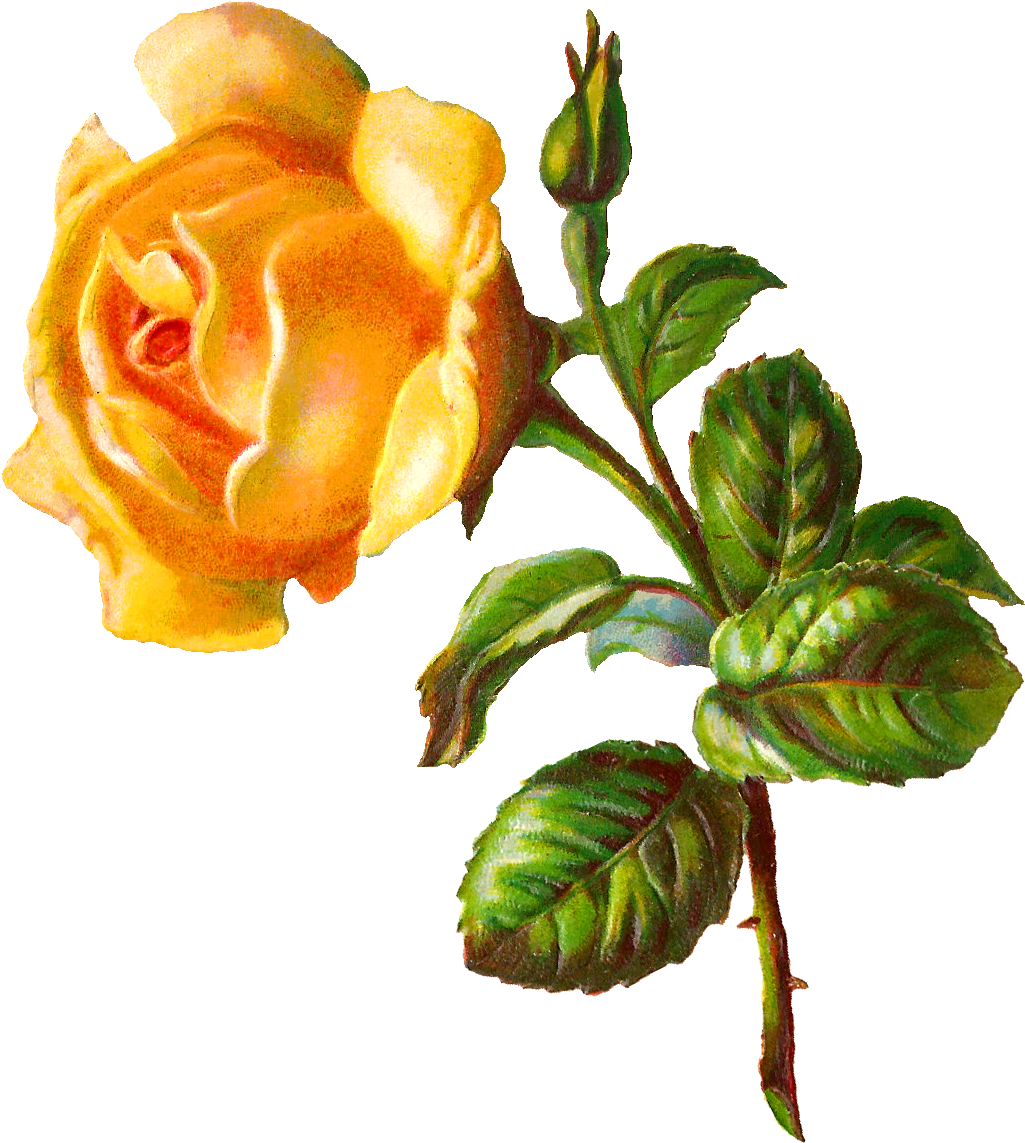 Download Go To Image - Rose Flower Digital PNG Image with No Background ...