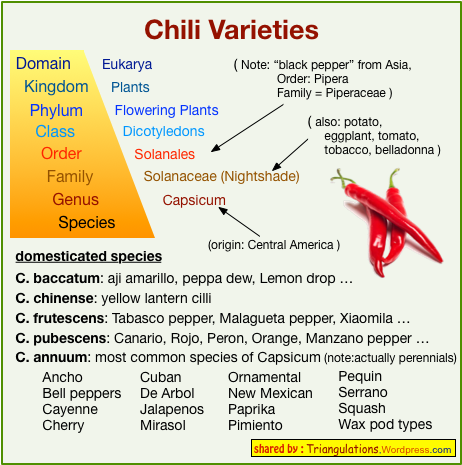 Download Chili Vs Pepper - Chili Pepper Taxonomic Classification PNG Image with No Background ...