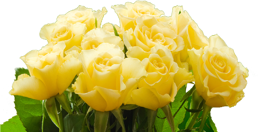 Download More Than Roses - Transparent Png Yellow Rose PNG Image with ...