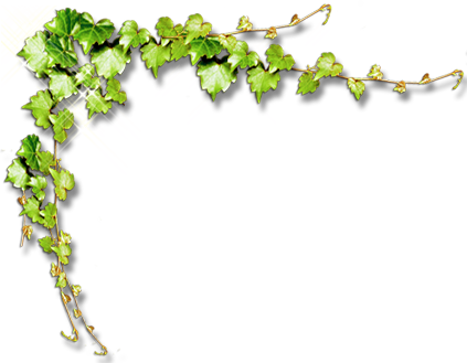 Golden Vine Border Png Welcome To Tasty - Herbaceous Plant - Free ...