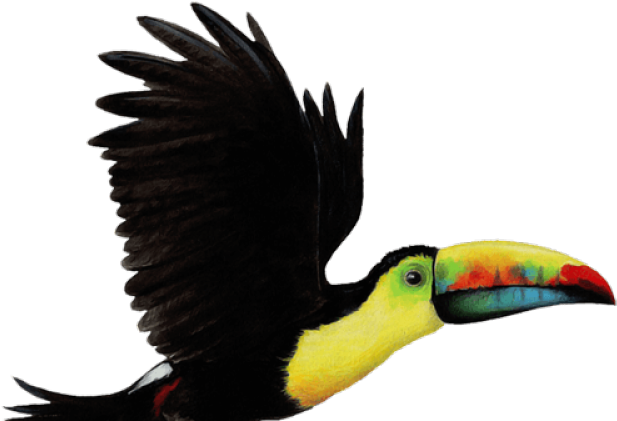 Bird Toucan Animation Toucan Transparent Background Png Clipart ...