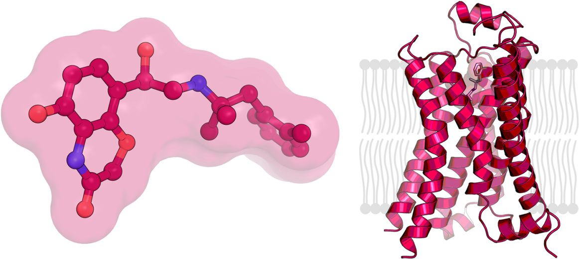 Download 3 D Structures Of Bi - Beta-2 Adrenergic Receptor PNG Image ...