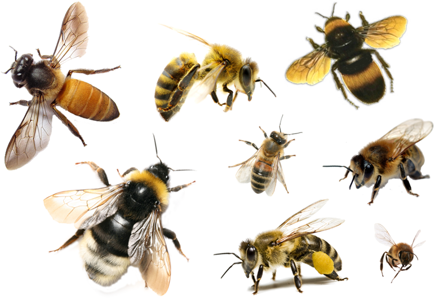 Download Bee Png Free Download - Grub-and-stakers Quilt A Bee PNG Image ...