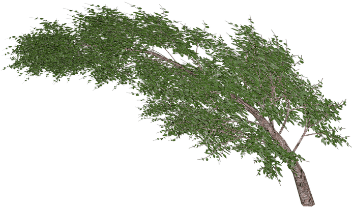 Download - Tree In Wind Png - Free Transparent PNG Download - PNGkey