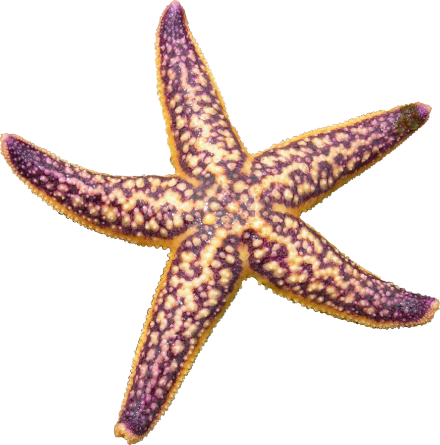 Download Starfish Png Picture - Starfish Png PNG Image with No ...